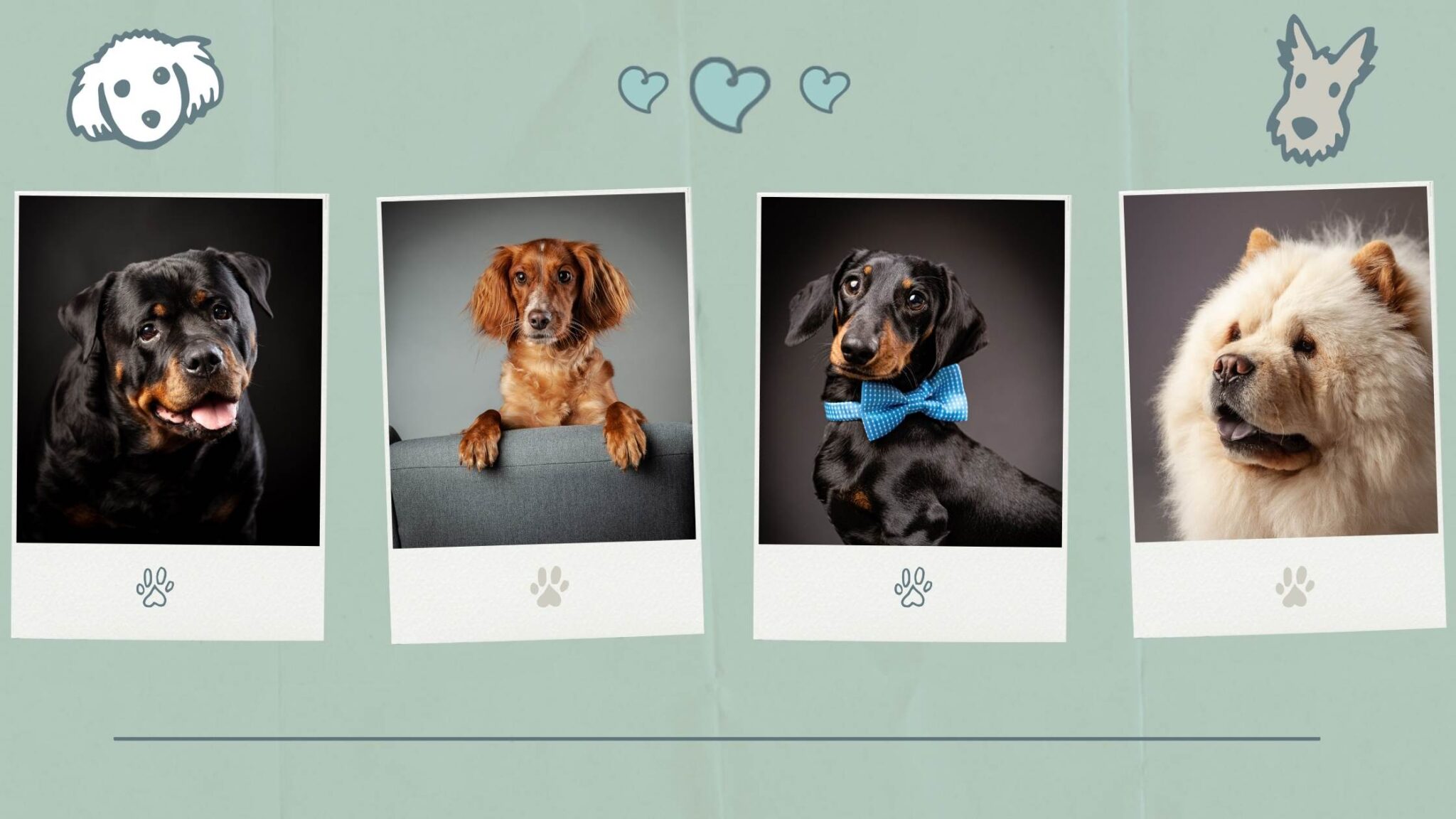 Photographing Pets: A Pawsitively Fun Experience - Timeless Images ...
